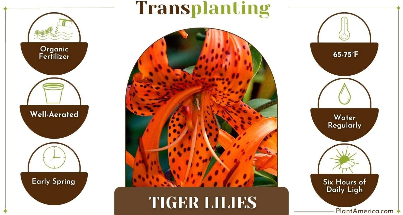 How to Transplant Tiger Lilies Correctly: 11 Best Tips - Plant America