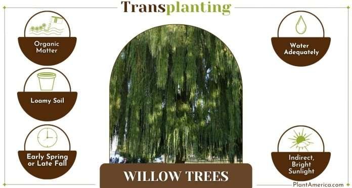 How to Transplant Willow Trees: The Ultimate Guide - Plant America