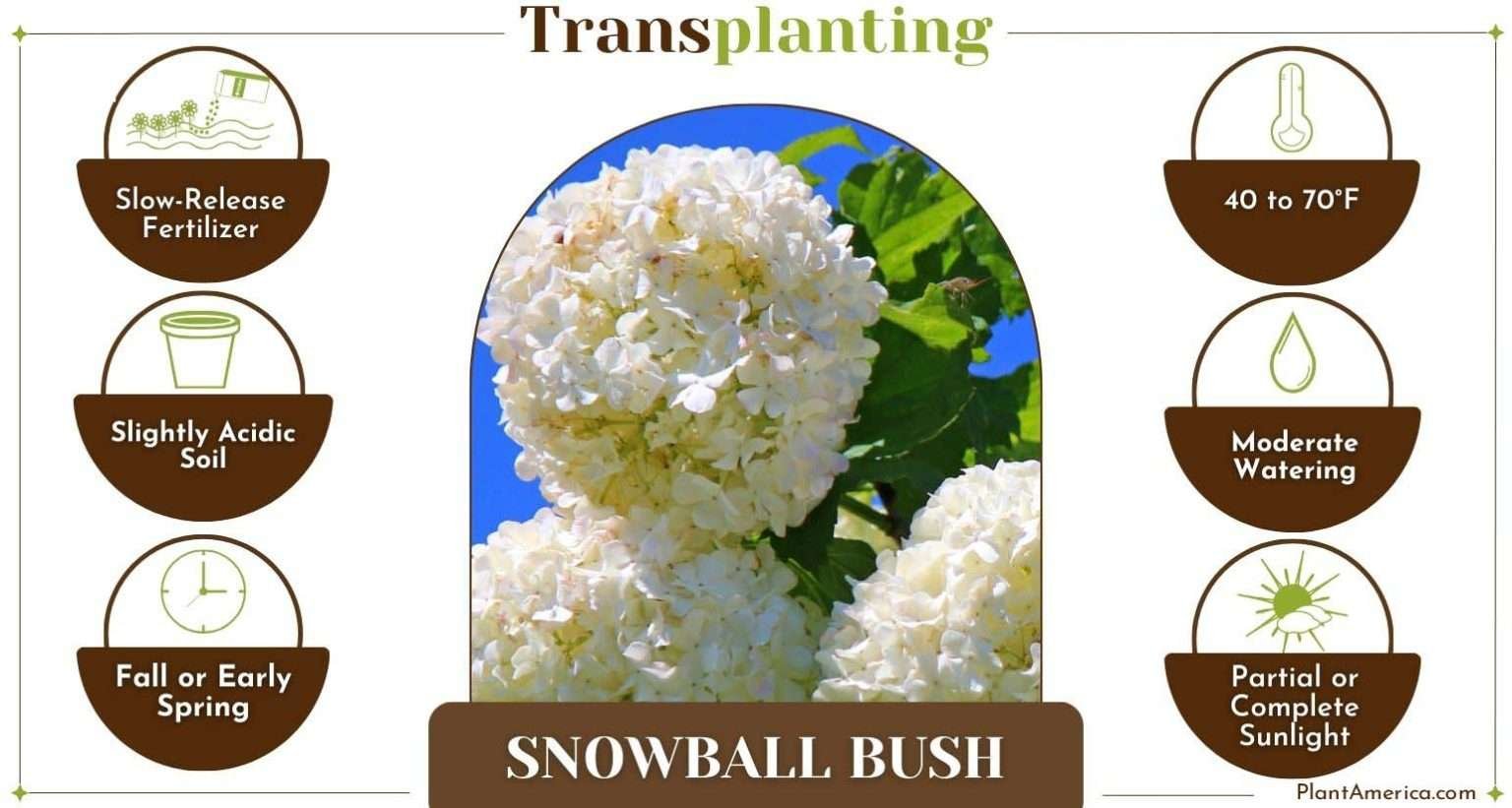 How to Transplant a Snowball Bush: A Quick Guideline - Plant America
