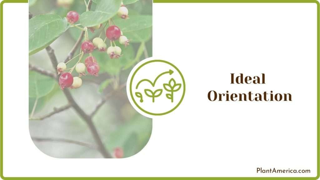 How to Transplant Juneberry Trees: The Outline of Stages - Plant America