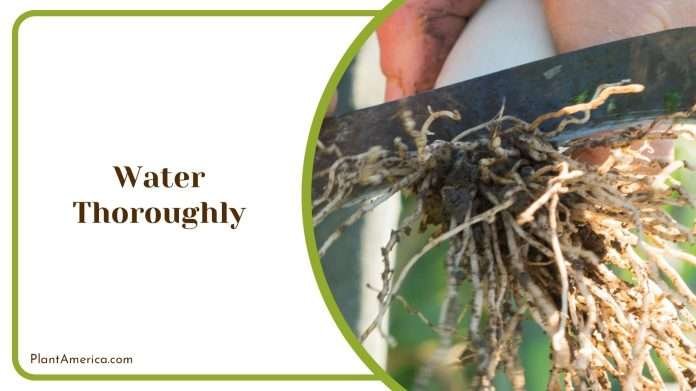 How to Transplant Lenten Roses: Everything You Need to Know - Plant America