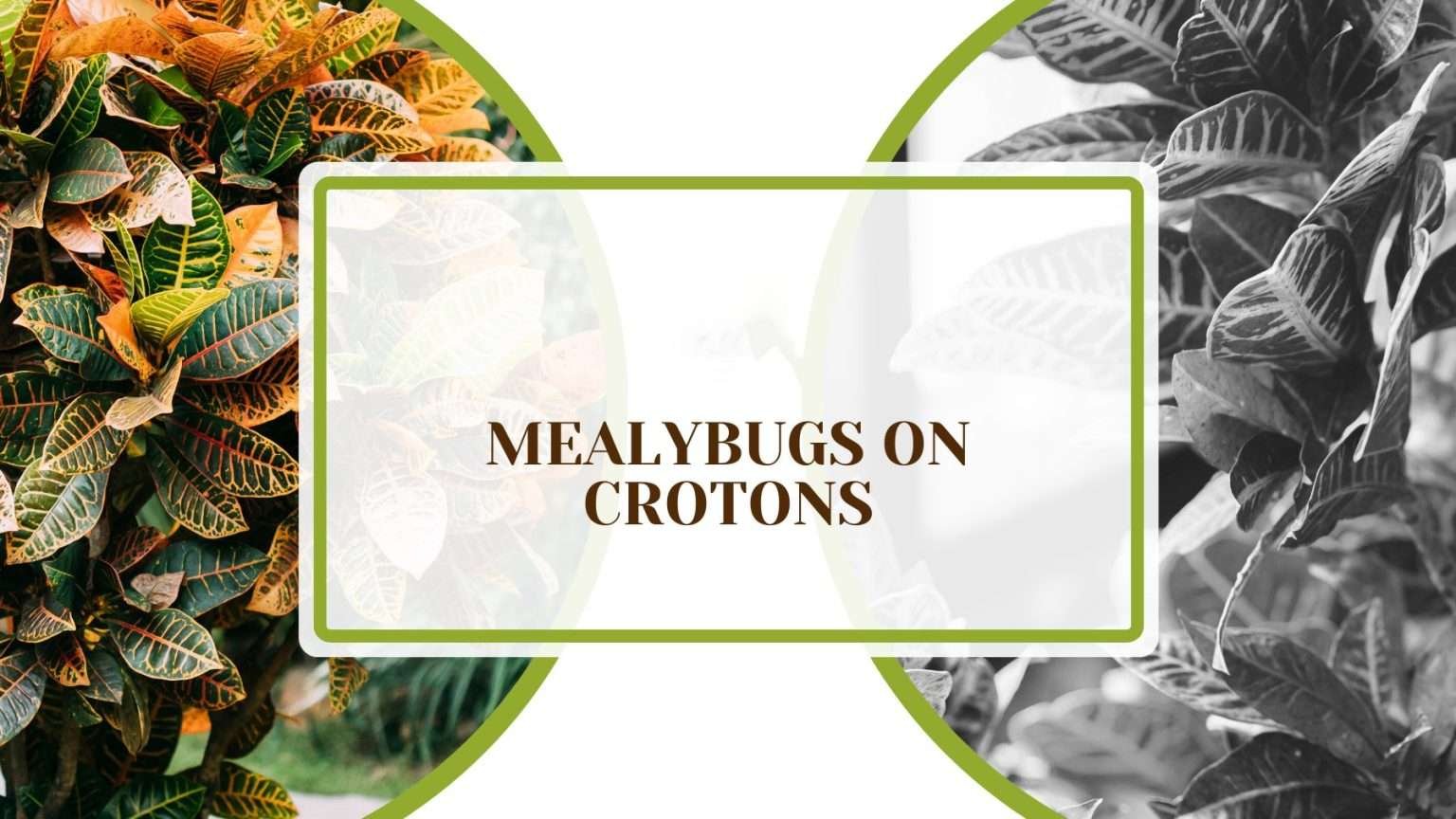 Mealybugs on Crotons: Easy Fixes for Pesky Garden Pests - Plant America