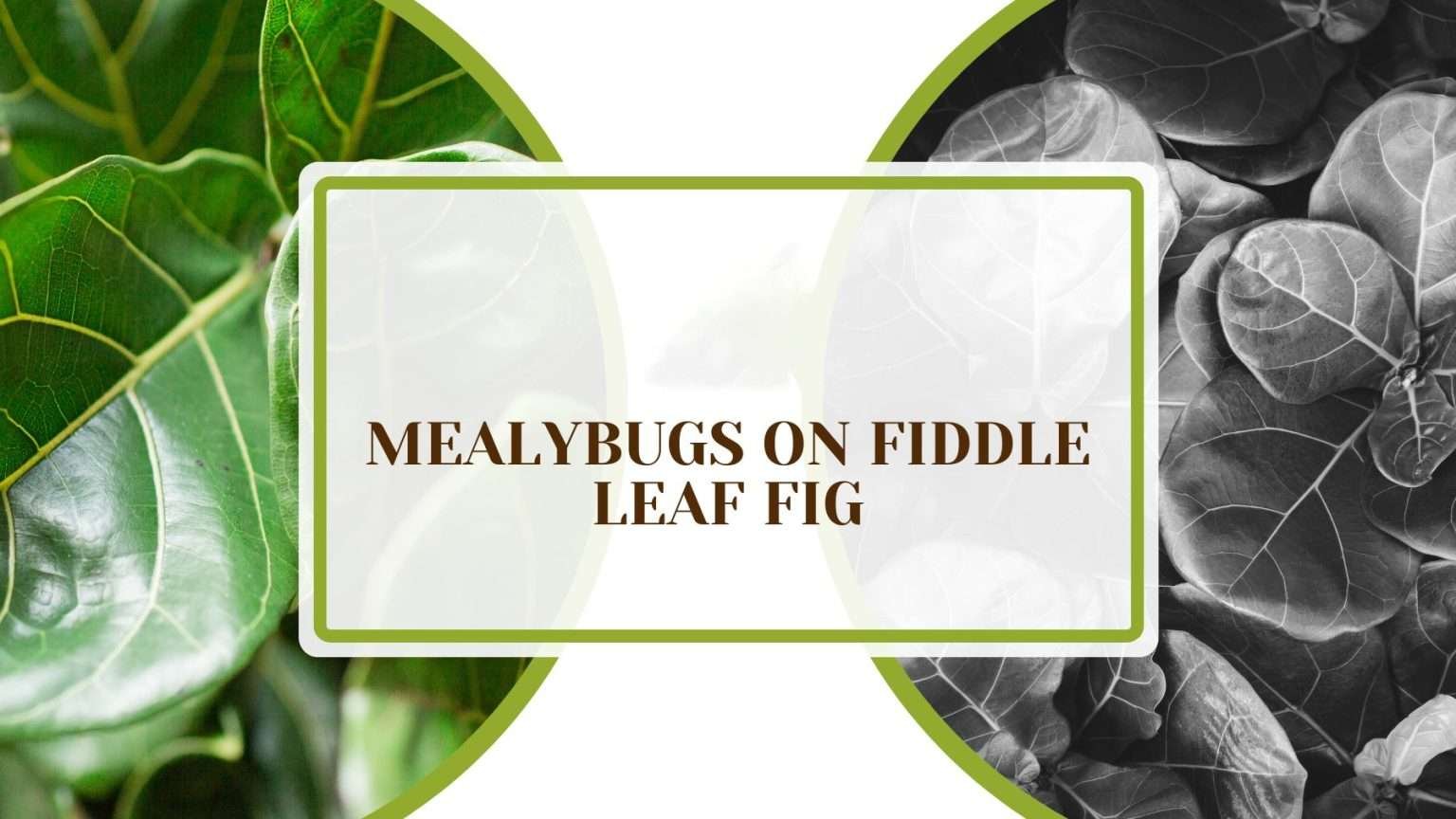 Mealybugs on Fiddle Leaf Fig: Common Causes and Prevention - Plant America