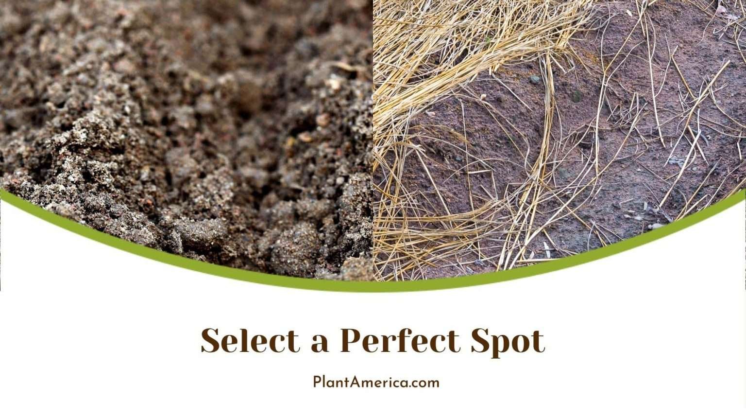 How to Transplant a Pineapple Plant: Tips and Tricks - Plant America