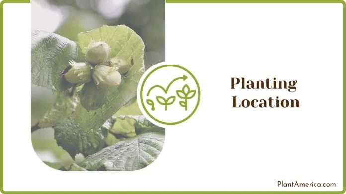 How to Transplant Hazelnut Bush: On-Point Instructions - Plant America