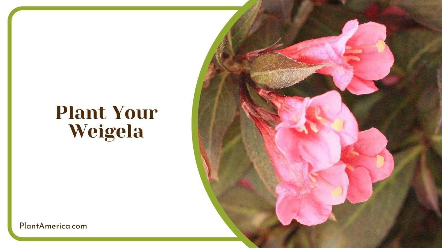 How to Transplant Weigela Bushes: Advice With Clear Steps - Plant America