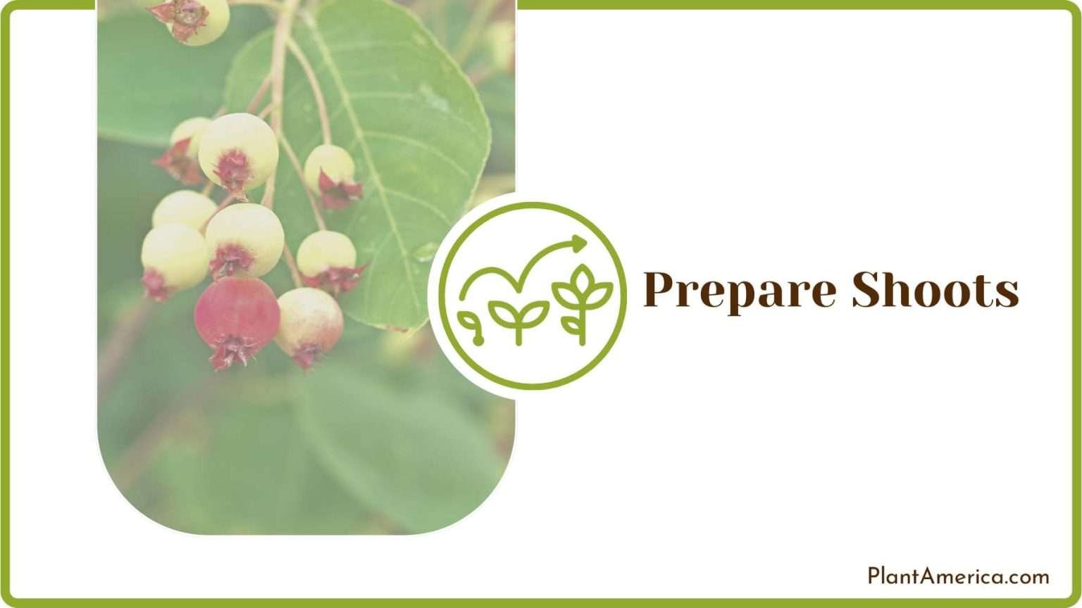 How to Transplant Juneberry Trees: The Outline of Stages - Plant America