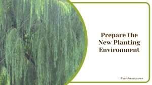 How to Transplant Willow Trees: The Ultimate Guide - Plant America