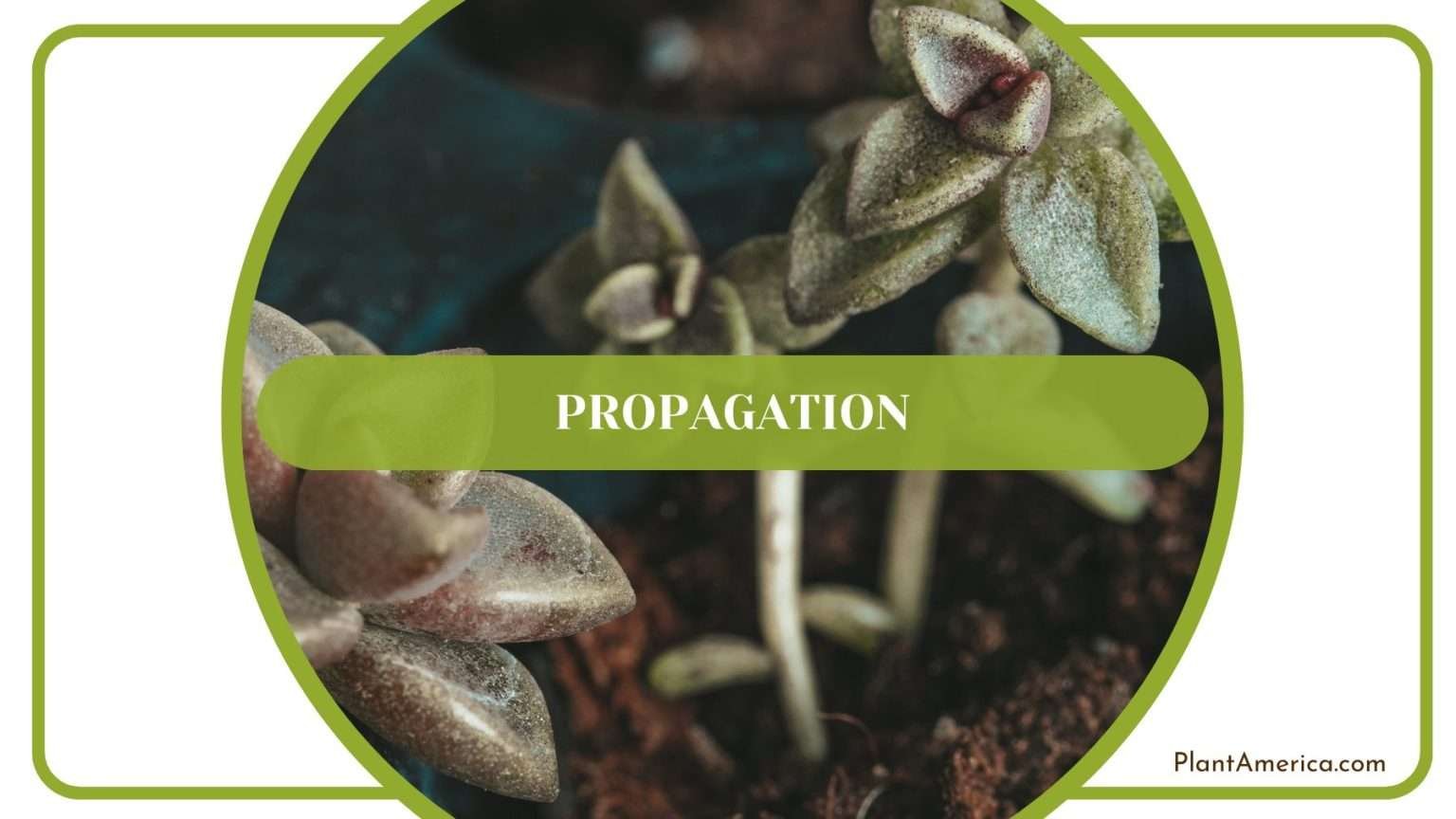 Anthurium Forgetii Care: The Indoor Epiphyte You've Been Waiting for ...