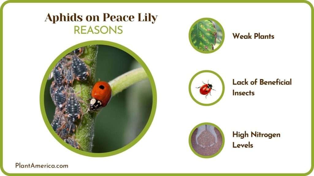 Aphids on Peace Lily: These Bugs Won’t Leave Lilies in Peace - Plant ...