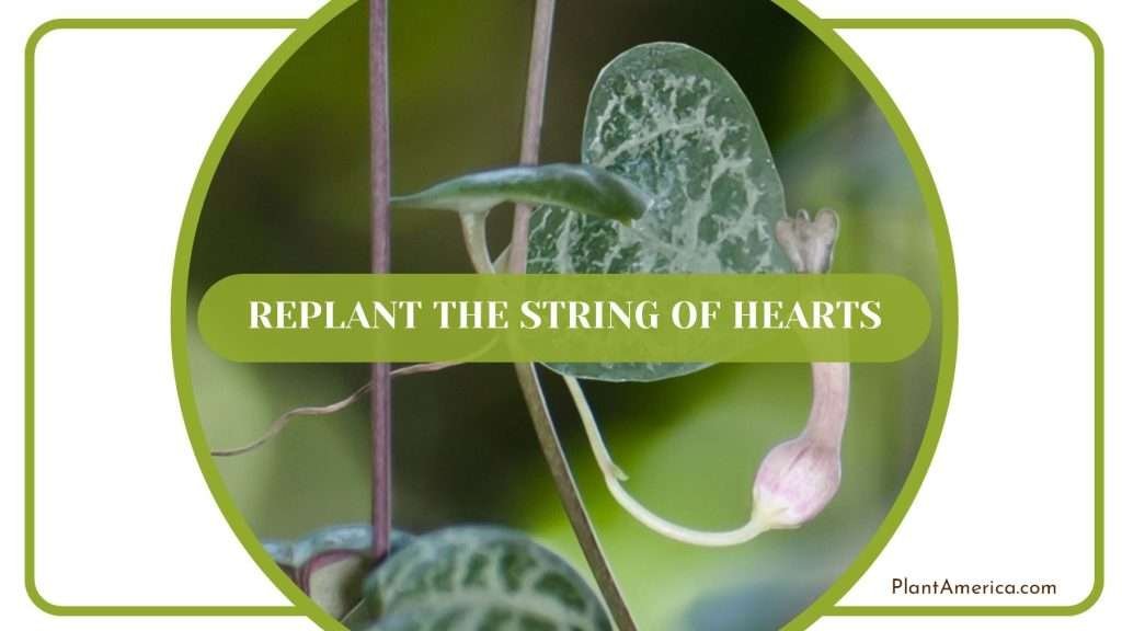 How to Transplant String of Hearts: Learn the Best Steps - Plant America