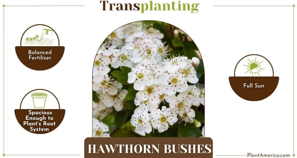 How to Transplant Hawthorn Bushes: A List of Easy Steps - Plant America