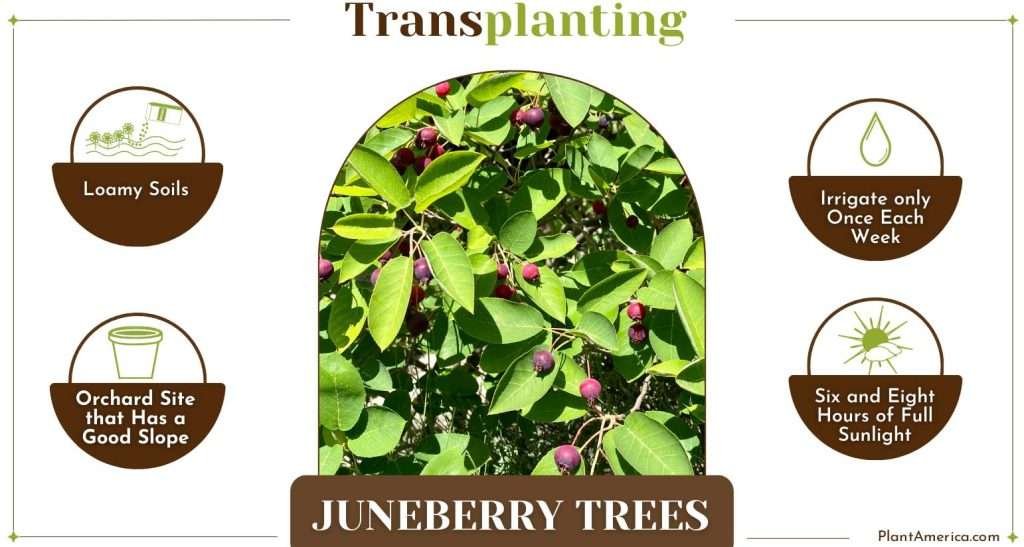 How to Transplant Juneberry Trees: The Outline of Stages - Plant America