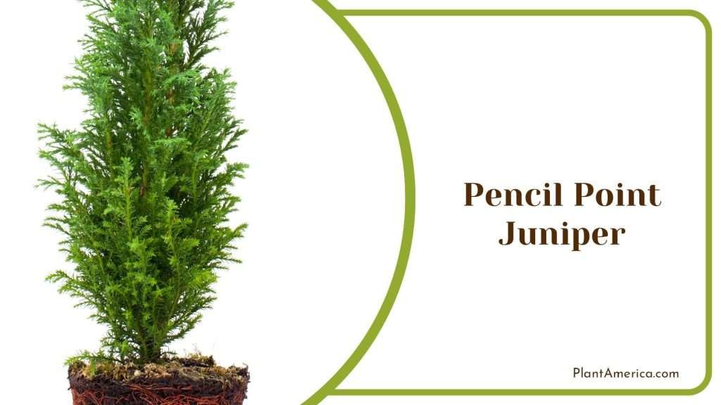 16 Tall Skinny Trees for Privacy Screening in Your Yard - Plant America