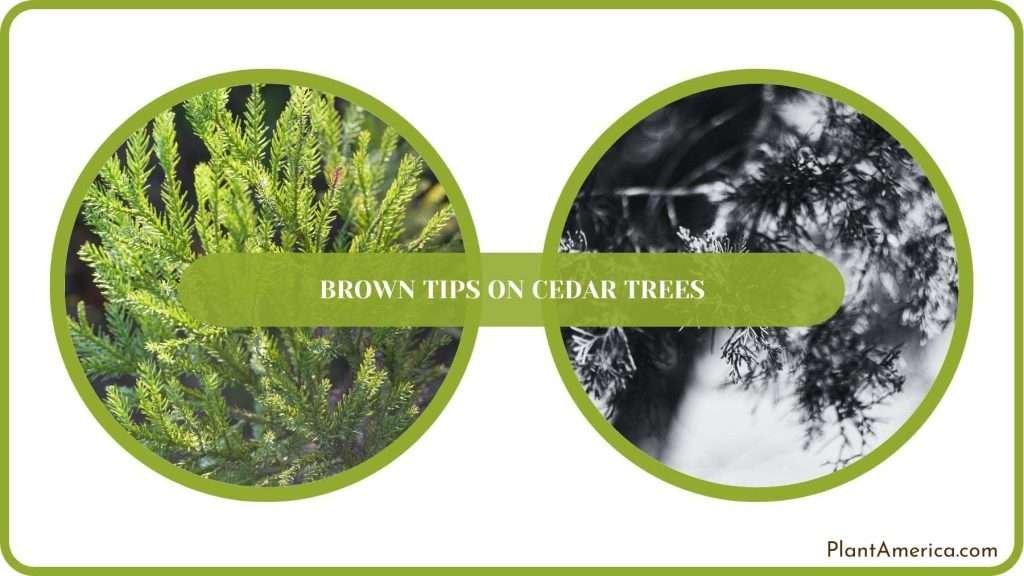 Brown Tips on Cedar Trees: Why It Happens and How to Solve - Plant America