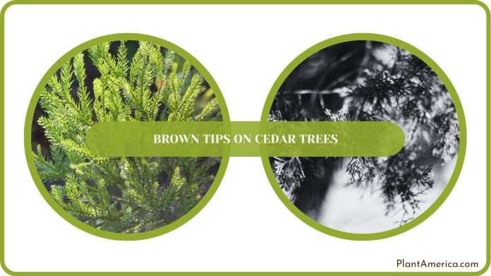 Brown Tips on Cedar Trees: Why It Happens and How to Solve - Plant America
