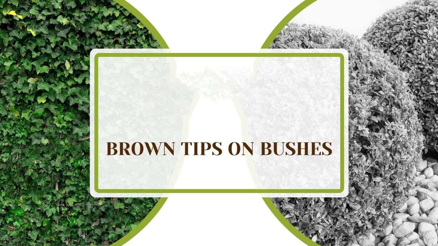 Brown Tips on Bushes: Why They Appear and How to Treat - Plant America