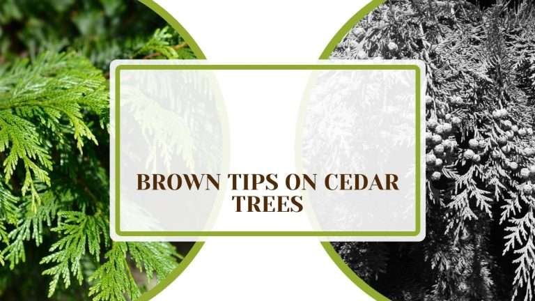 Brown Tips on Cedar Trees: Why It Happens and How to Solve - Plant America