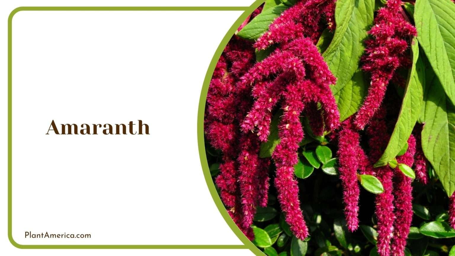 22 Edible Weeds You Never Knew Were Super Healthy for You - Plant America