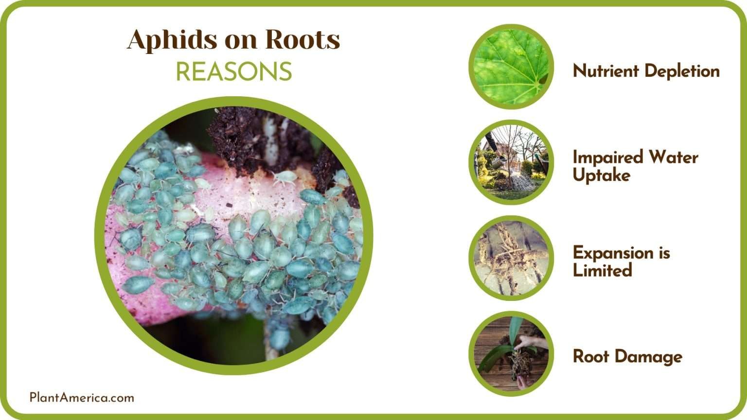 Aphids on Roots: 15 Effective Solutions Against These Pests - Plant America