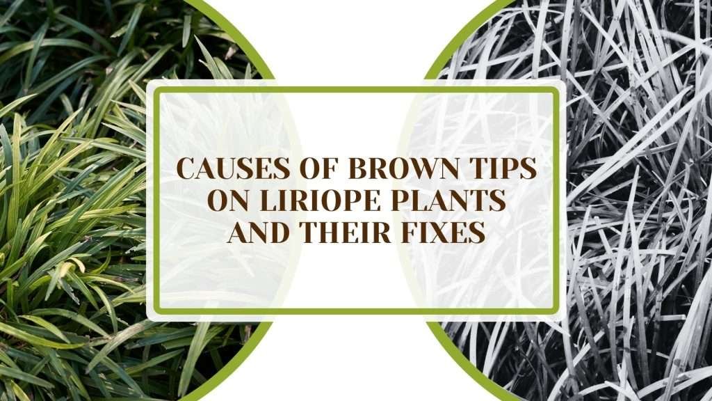 7 Causes Of Brown Tips On Liriope Plants And Their Fixes - Plant America