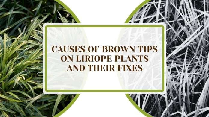 7 Causes Of Brown Tips On Liriope Plants And Their Fixes - Plant America