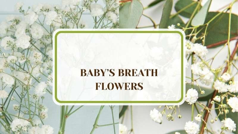 20 Varieties of Baby’s Breath Flowers You May Not Know - Plant America