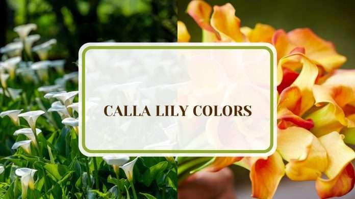18 Calla Lily Colors To Beautify Your Green Garden Beds - Plant America