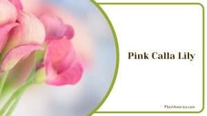 18 Calla Lily Colors To Beautify Your Green Garden Beds - Plant America