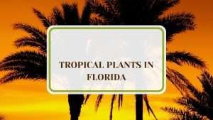 20 Tropical Plants in Florida that Thrive Beautifully in Summer - Plant ...