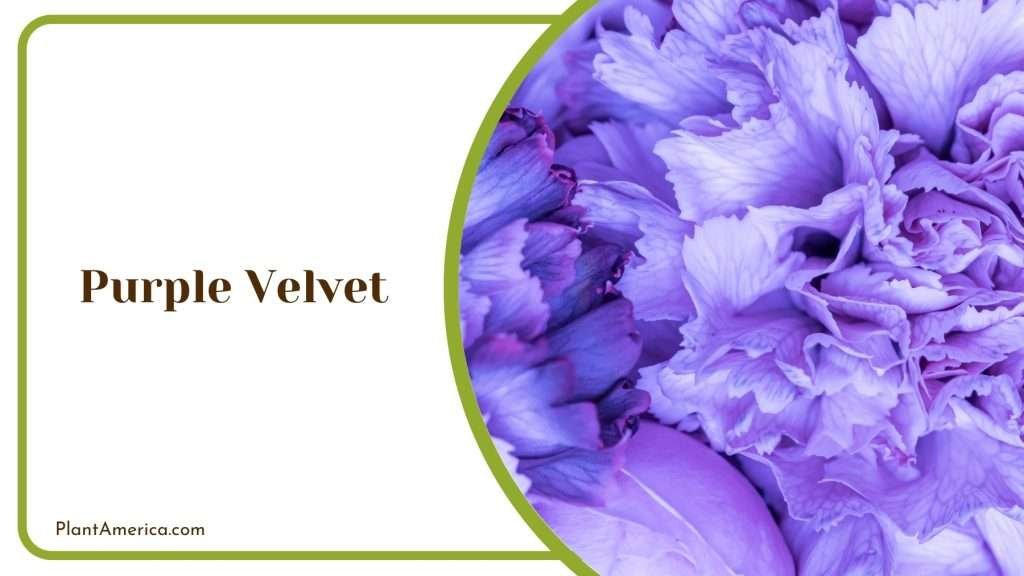 21 Types of Carnation Blossoms Perfect for Cutting Gardens - Plant America