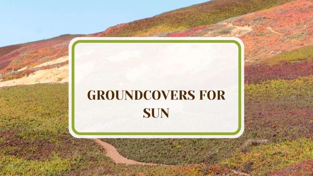 17 Groundcovers For Sun that Do Well as Heat-Loving Plants - Plant America