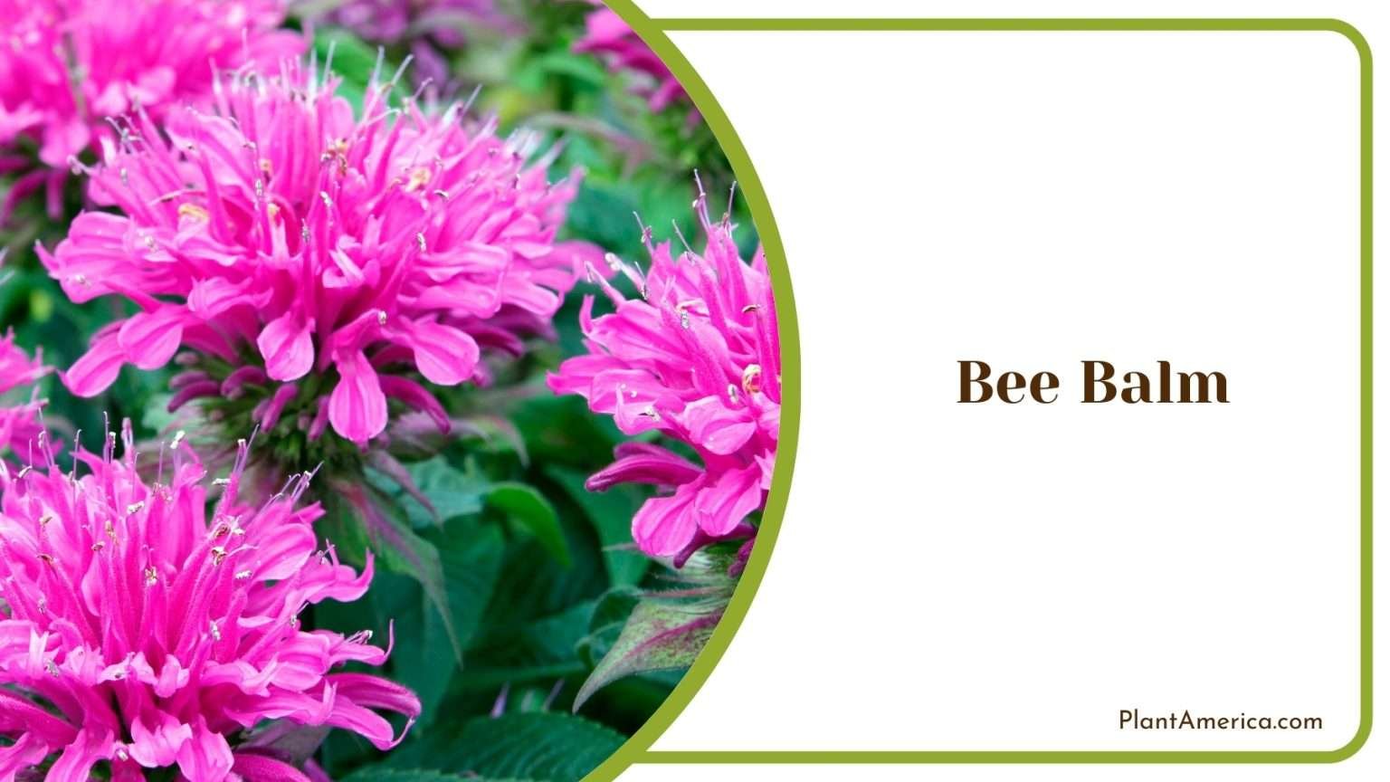 21 Flowers for Hummingbirds to Flutter Around Your Garden - Plant America