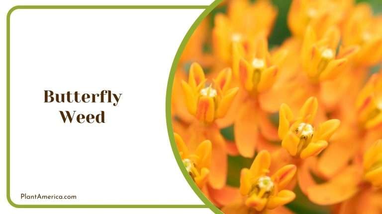 21 Flowers for Hummingbirds to Flutter Around Your Garden - Plant America