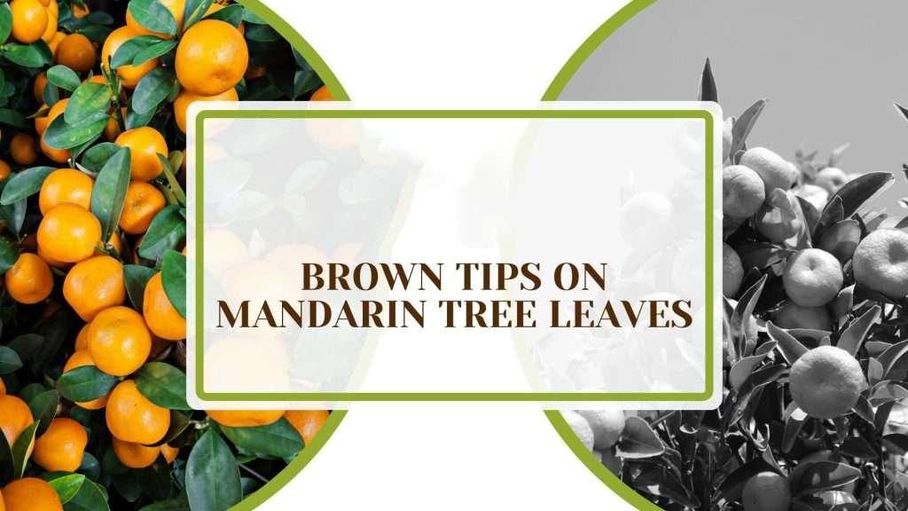 Brown Tips on Mandarin Tree Leaves: 7 Ways To Fix Them - Plant America