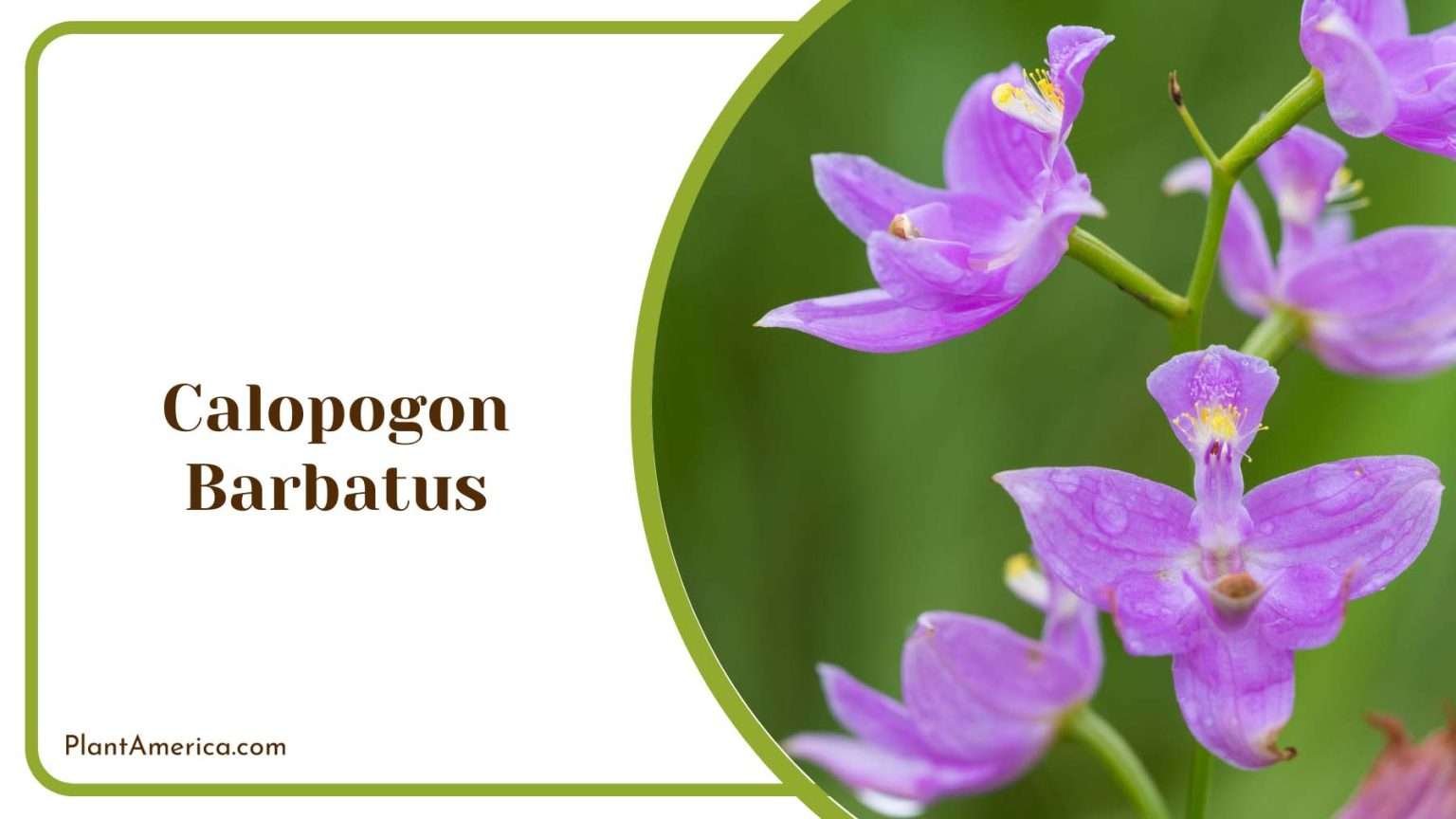 28 Florida Native Plants to Spruce Up Your Garden Today - Plant America