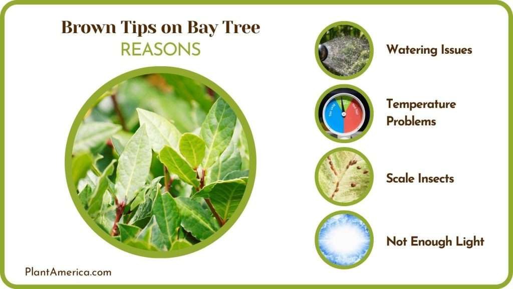 Brown Tips on Bay Tree: How to Save It - Plant America