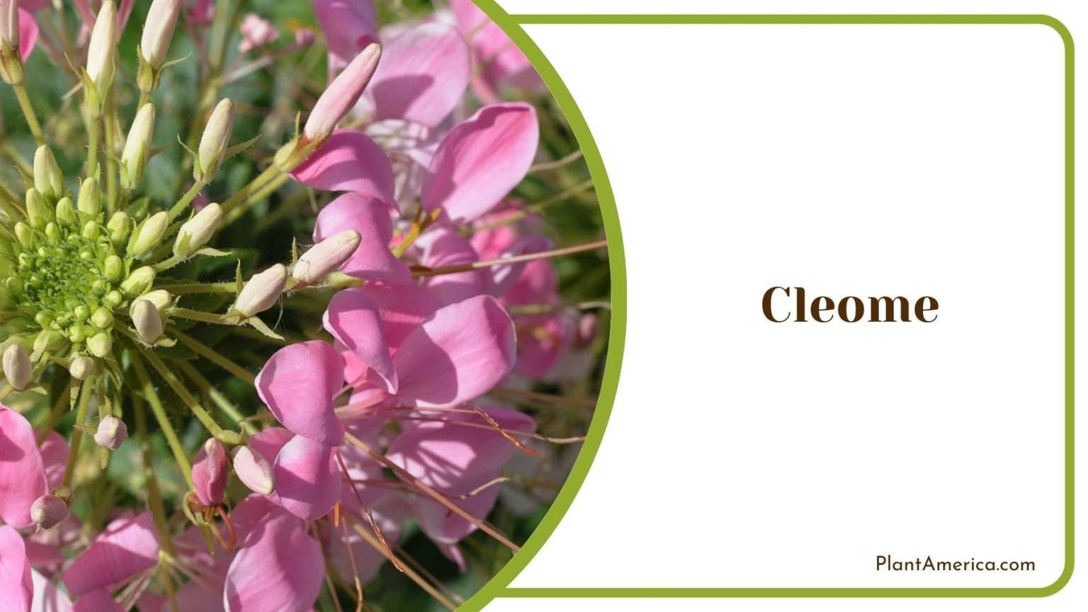 24 Purple Flower Names Perfect for Your Spring Garden - Plant America