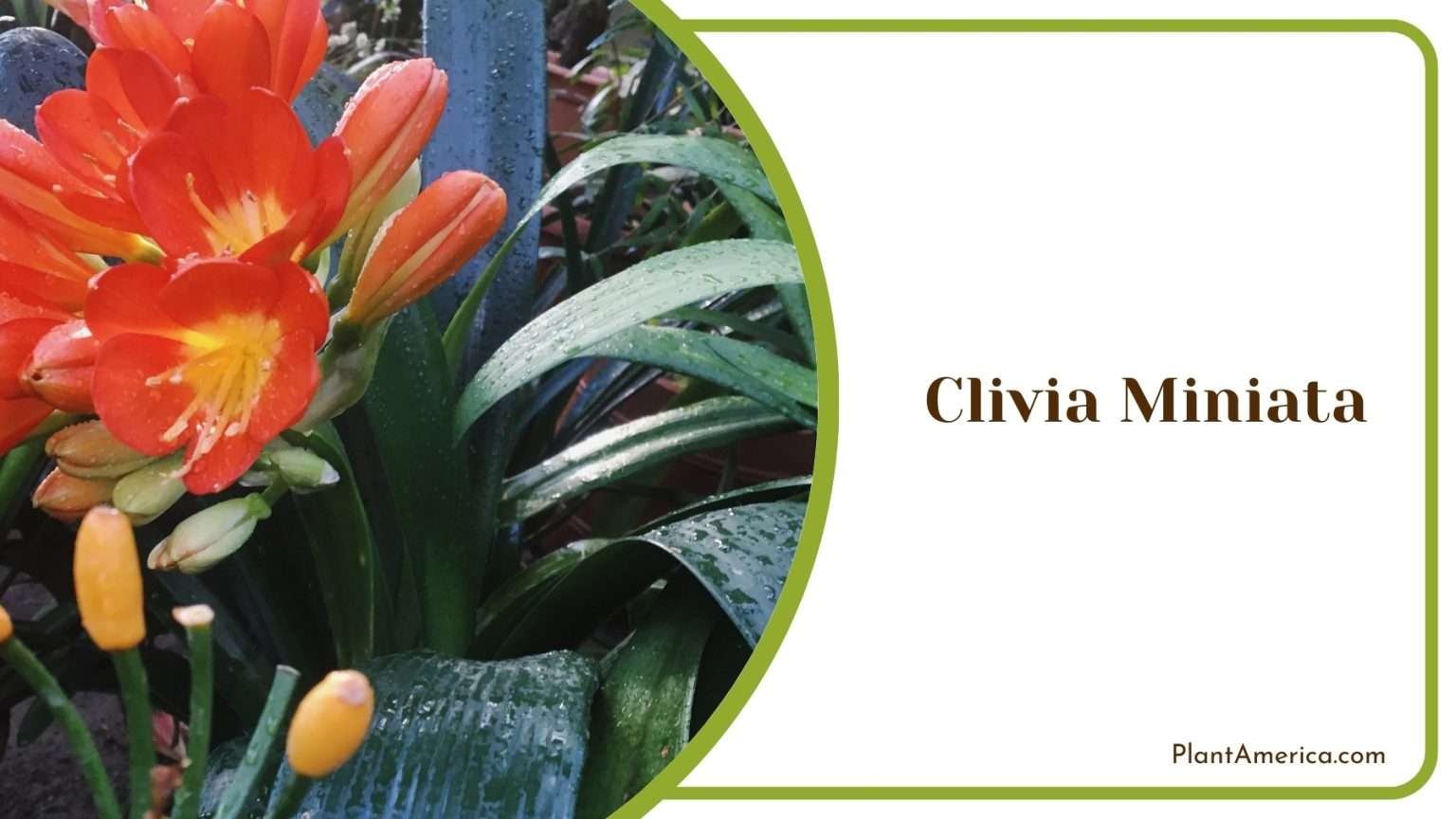18 Rare Flowers You Will Have to See for Yourself to Believe - Plant ...