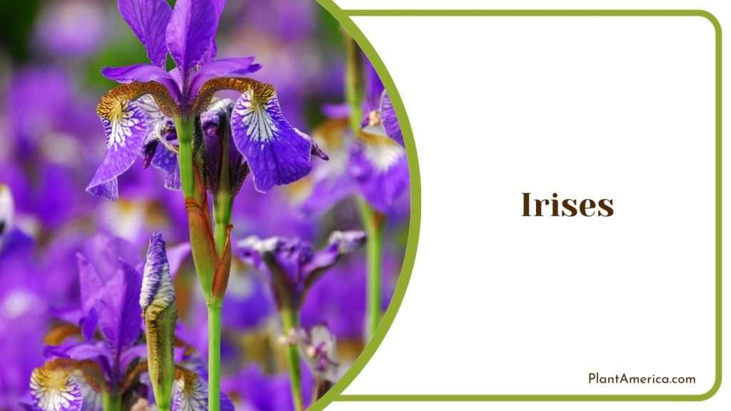 15 Masculine Flowers You Should Grow In Your Garden - Plant America