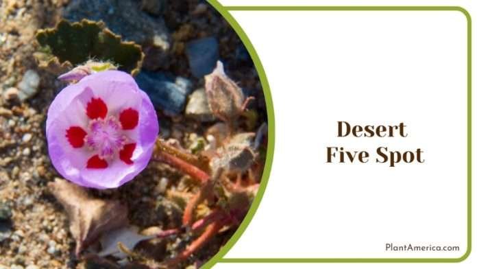 22 Desert Flowers You Need to See Bloom in Your Garden - Plant America