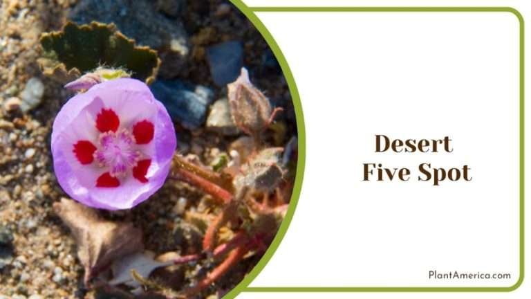 22 Desert Flowers You Need to See Bloom in Your Garden - Plant America