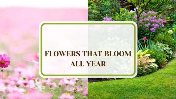 26 Flowers That Bloom All Year With Stunning Colors - Plant America