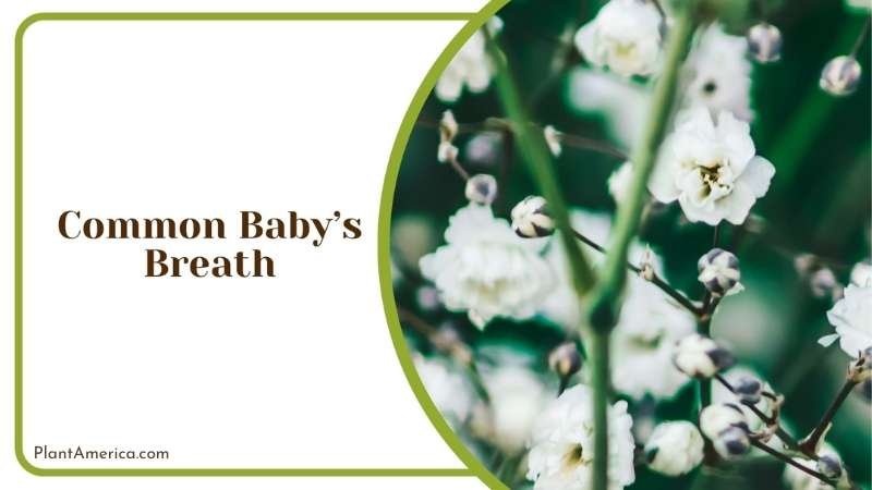 20 Varieties of Baby’s Breath Flowers You May Not Know - Plant America