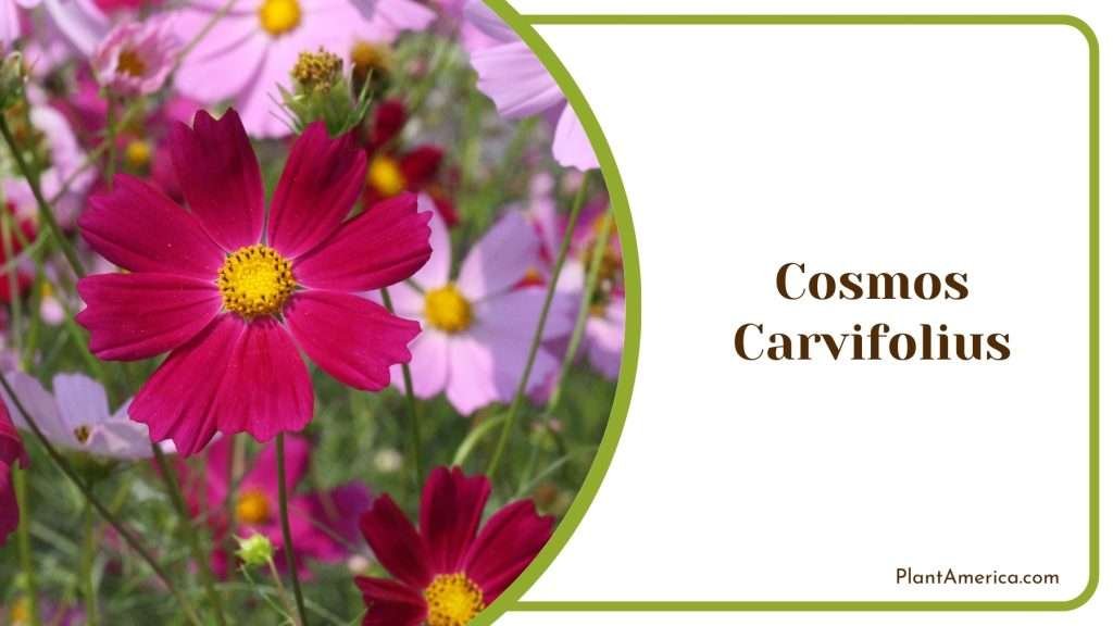 16 Types of Cosmos Flowers to Grow for Colorful Cuts - Plant America