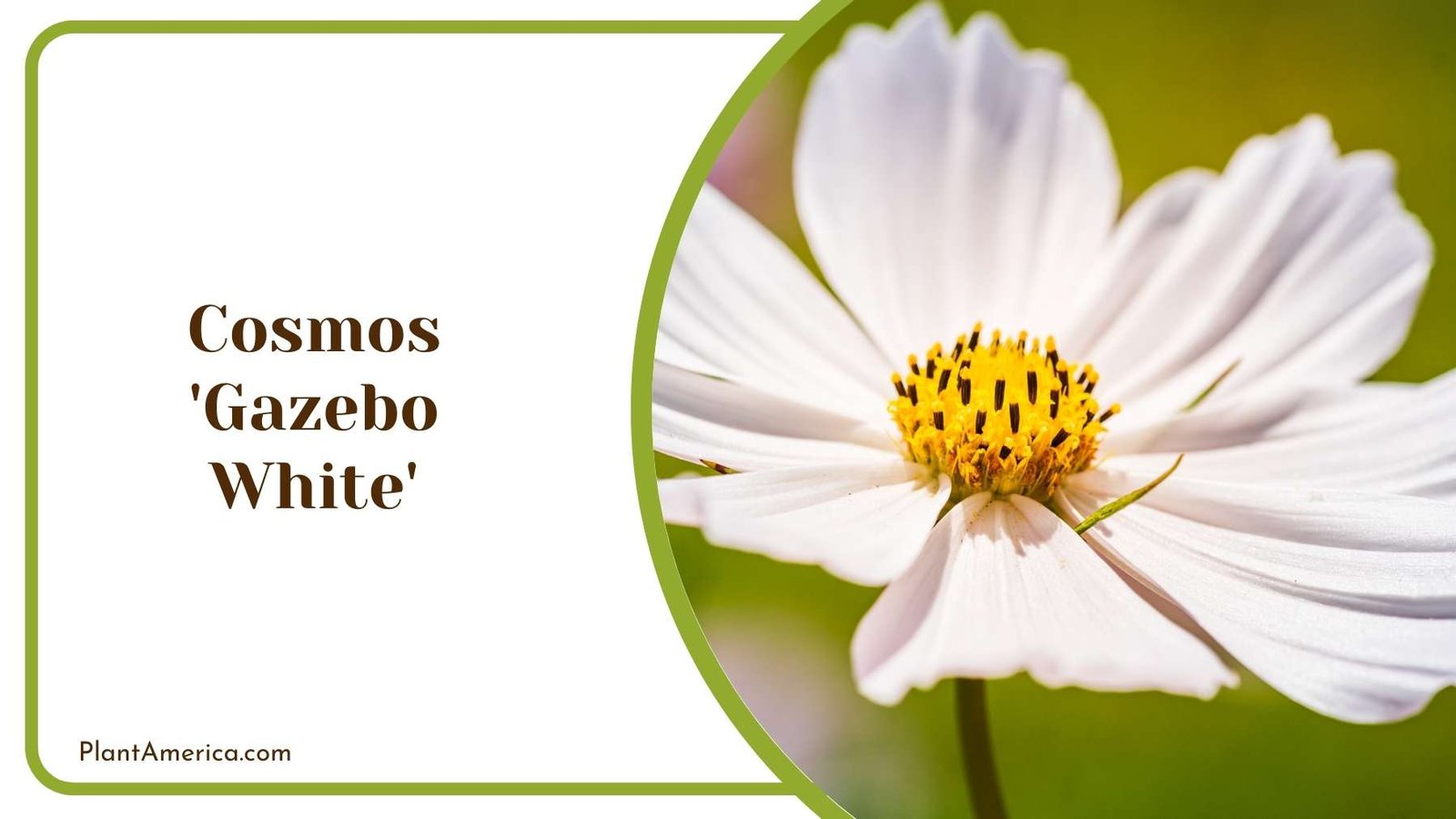 16 Types of Cosmos Flowers to Grow for Colorful Cuts - Plant America