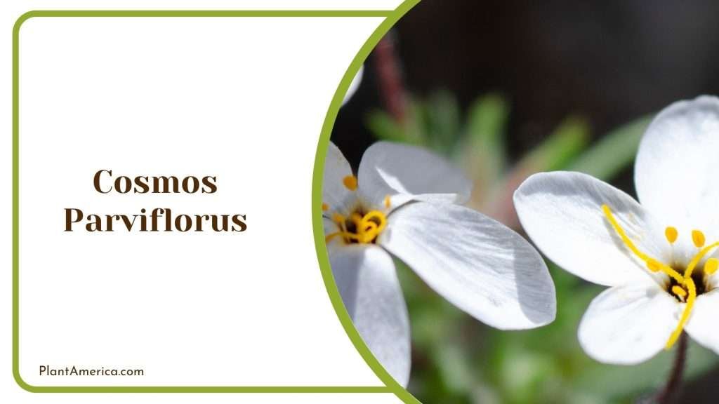 16 Types of Cosmos Flowers to Grow for Colorful Cuts - Plant America