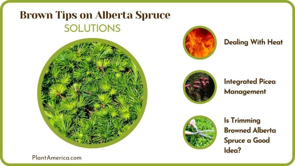 Brown Tips on Alberta Spruce: Causes and Recovery Plant - Plant America
