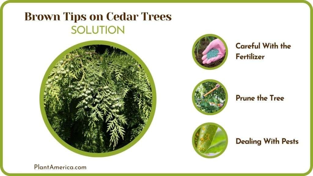 Brown Tips on Cedar Trees: Why It Happens and How to Solve - Plant America