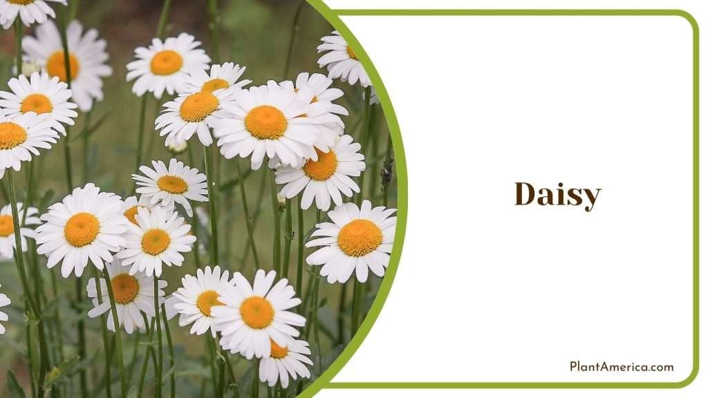 22 Perennial Flowers that Bloom from Spring to Fall - Plant America